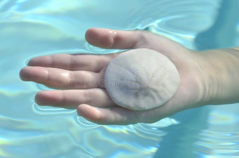 Sand Dollar. stock photo. Image of beach, tropical, aquatic - 42624974