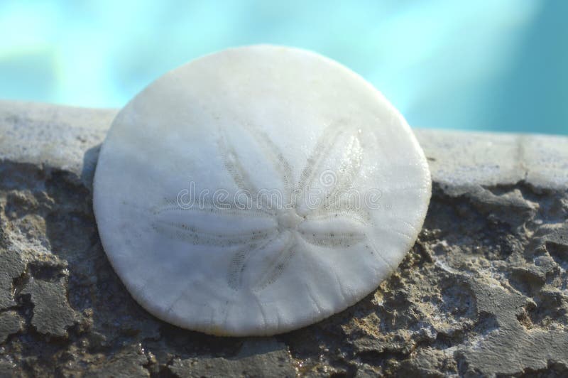 Sand Dollar. stock photo. Image of sand, life, relaxing - 42624982