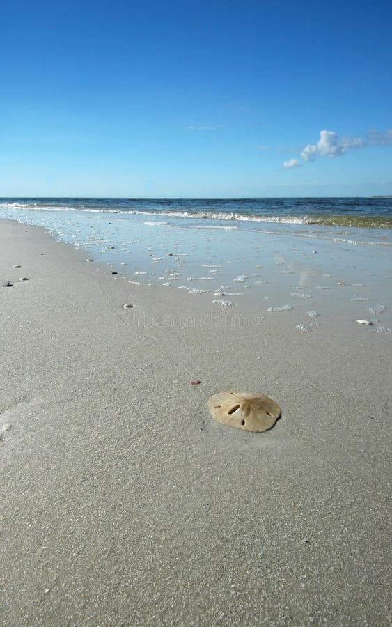 Sand dollar on beach stock image. Image of waves, life - 360571