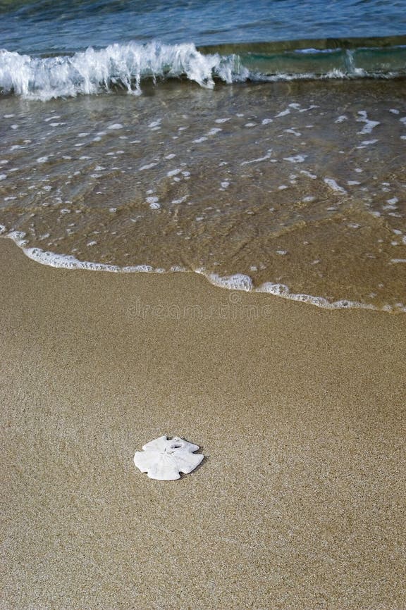 Sand Dollar on Beach stock image. Image of sand, travel - 570627