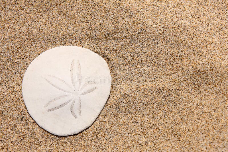 Sand Dollar On The Beach Stock Images - Image: 6375814