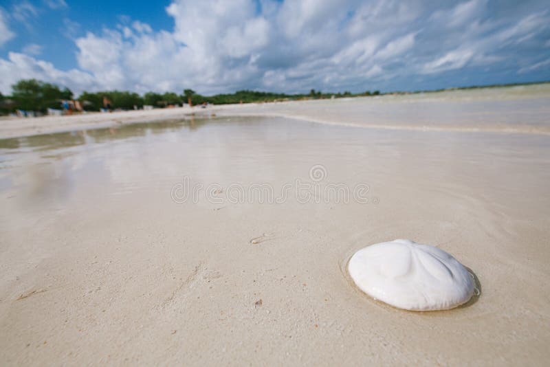 Sand Dollar Coral on Beach Sand Under Sea Waves Stock Image - Image of ...