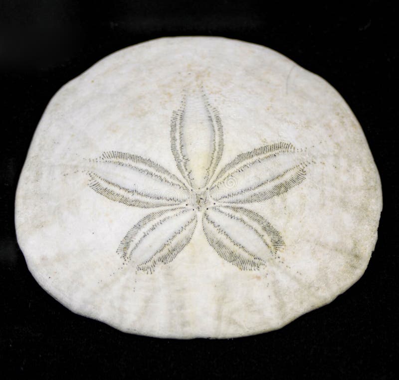 Sand Dollar stock image. Image of pacific, white, dollar - 49904309