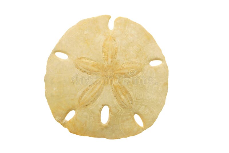 Sand Dollar Isolated on White with Copy Space Summer Souvenir Stock ...