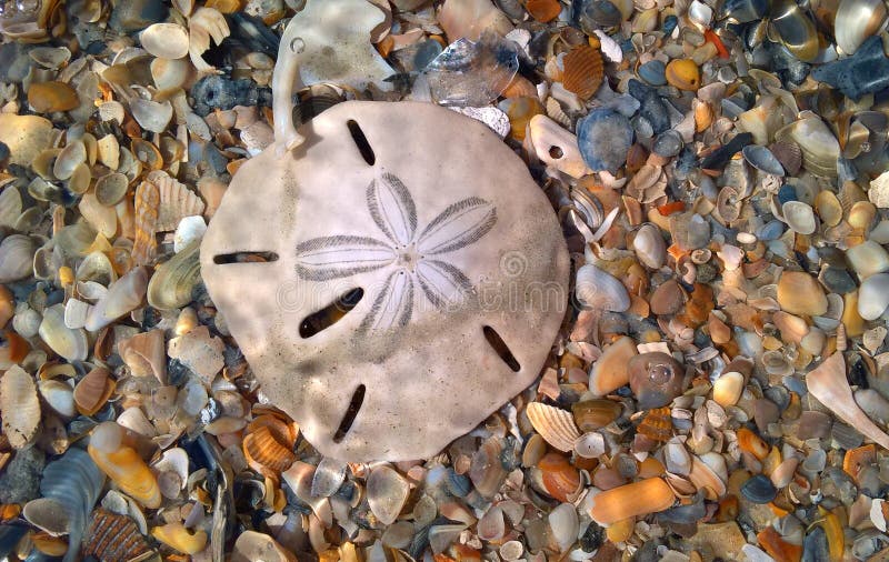 Sand dollar in clear water stock image. Image of sand - 84179857