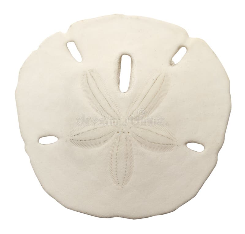 Sand Dollar stock image. Image of blank, sand, object - 34641525