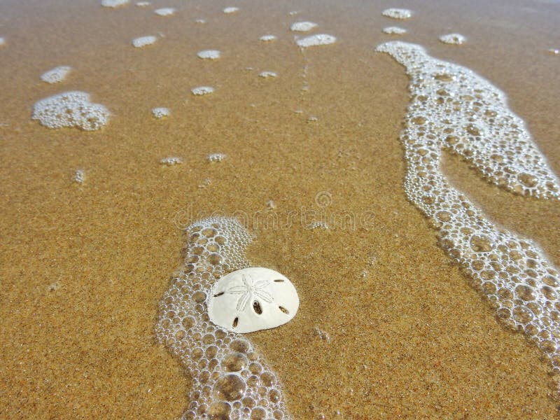 Sand Dollar on the Beach stock photo. Image of shells - 224030036