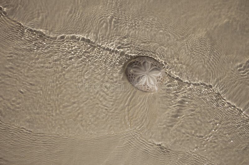 Sand Dollar in the Sea with Sky Stock Photo - Image of shell, space ...