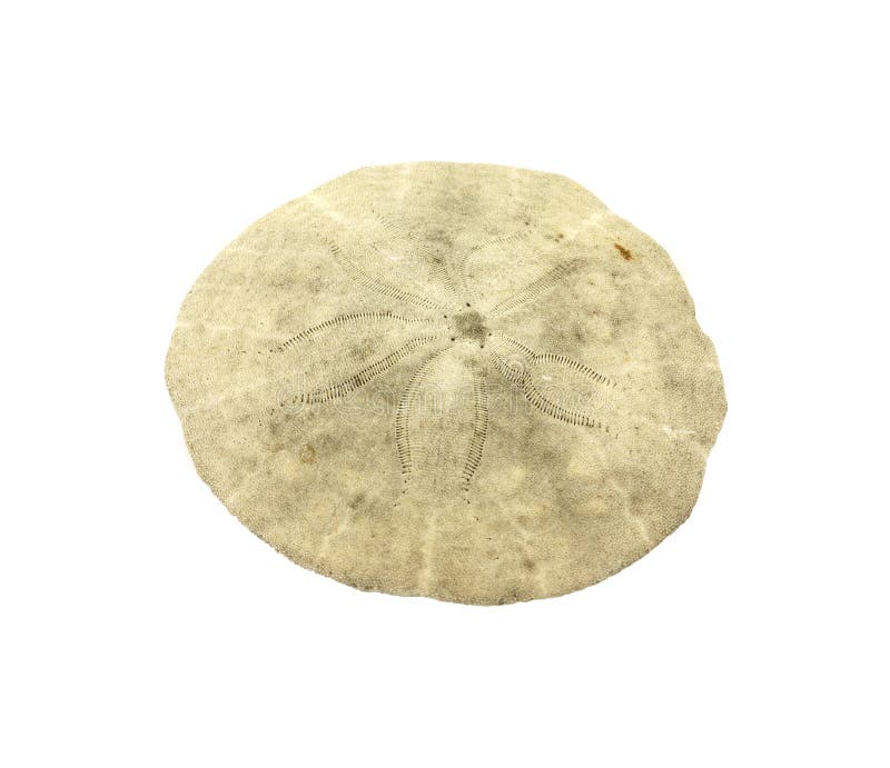 Sand Dollar Sea Shell stock image. Image of interesting - 12988415