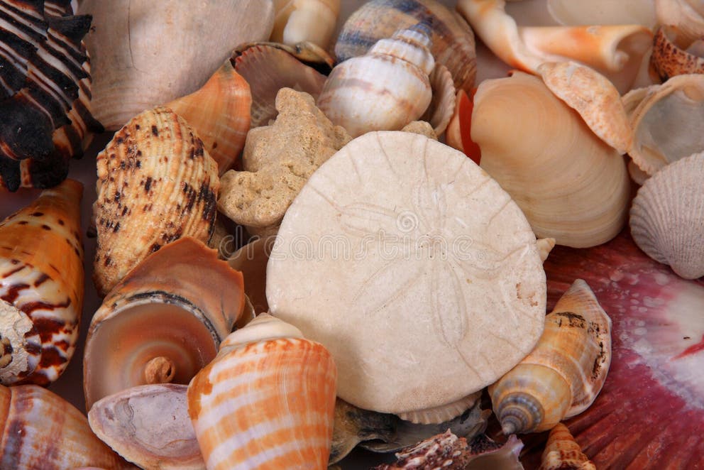 Sand dollar and sea shells stock image. Image of conch - 7706481