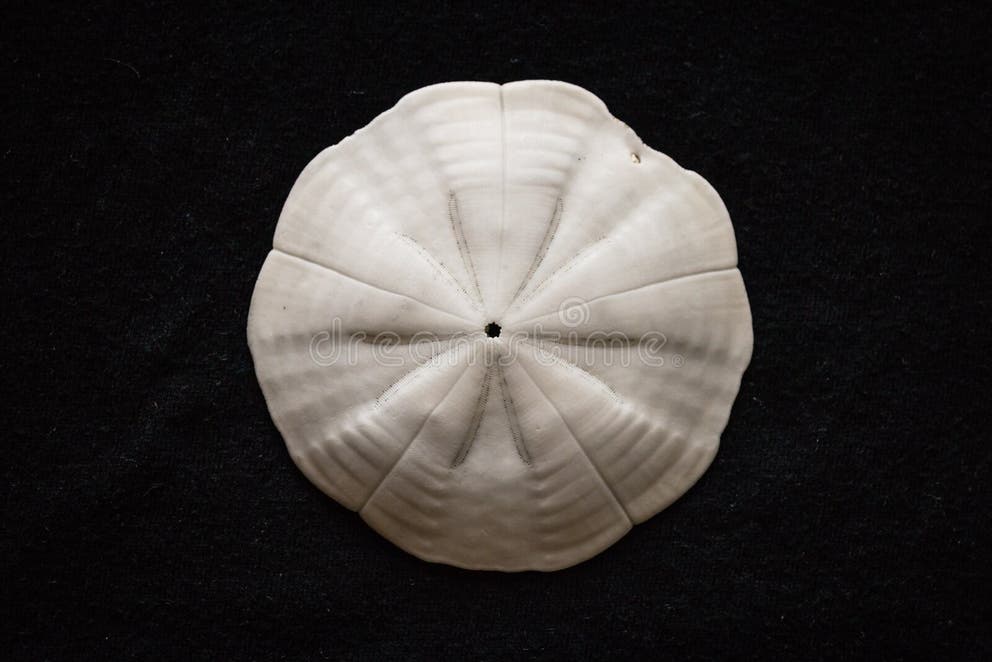 Sand dollar shell stock photo. Image of cookie, sand - 53771314