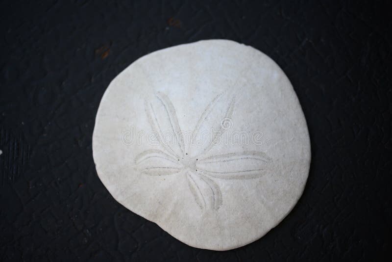 Sand dollar shell on black stock image. Image of ocean - 157535629