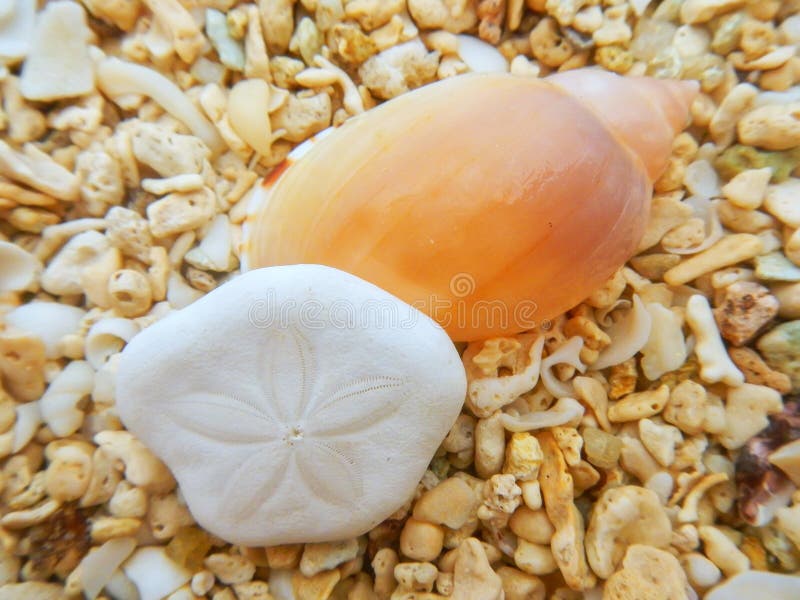 Sand dollar in clear water stock image. Image of sand - 84179857