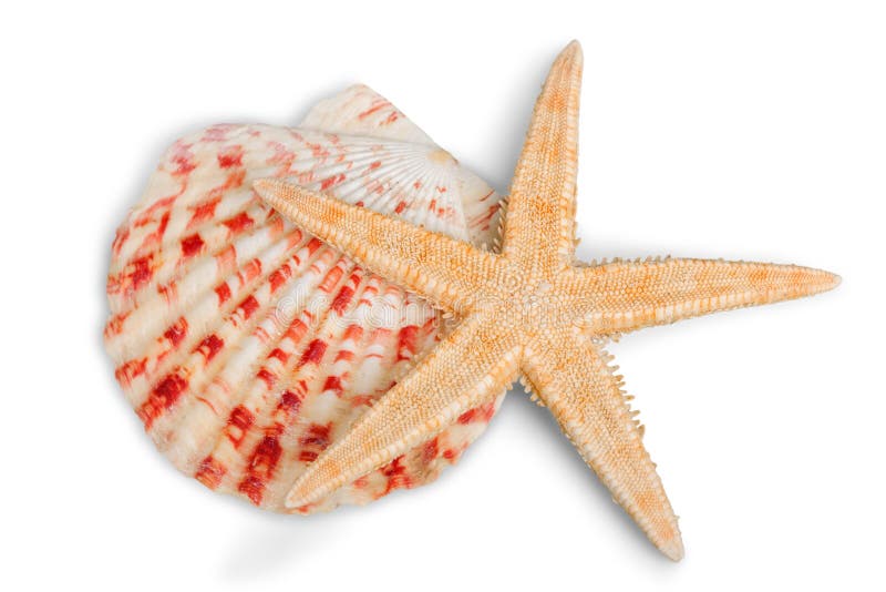 Radial Sea Shell Isolated stock image. Image of radial - 14164683