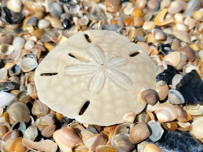 Sand Dollar Washed Up on Beach Stock Photo - Image of beauty, marine ...