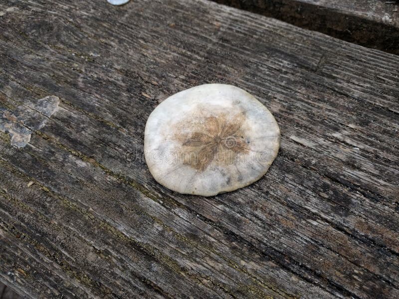 Sand dollar on wood table stock photo. Image of shows - 117159710
