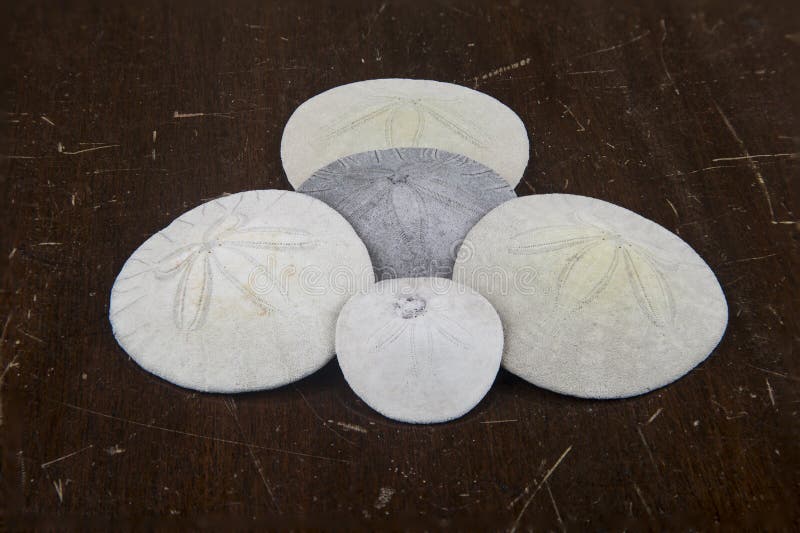 Sand Dollars on an Antique Table Stock Image - Image of dollars, oregon ...