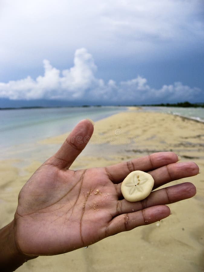 Sand Dollars In Hand On Beach Stock Photo - Image of asian, philippines ...