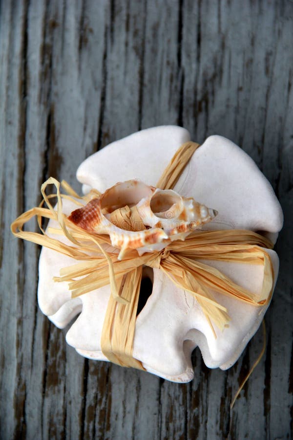 Sand Dollars and Shells Tied Together Stock Photo - Image of detail ...
