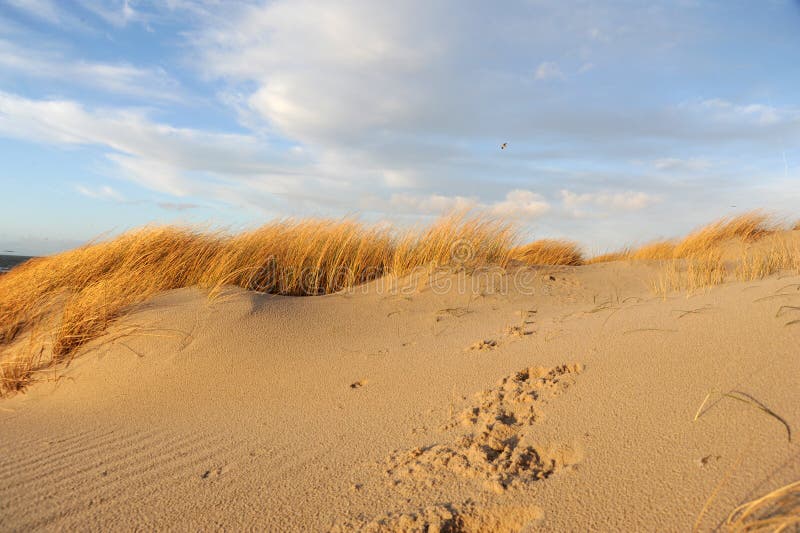 Sand Dune stock photo. Image of island, sand, high, dunes - 22721278