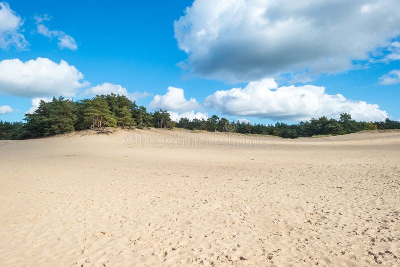 Sand dune along a forest stock image. Image of dune, tree - 77953931