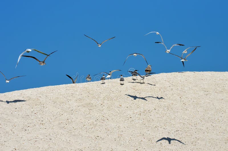 Sand dune and birds stock image. Image of flying, dune - 30697951