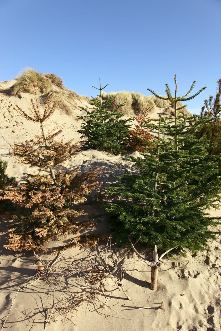 3,040 Christmas Tree Recycling Graeagle Stock Photos - Free & Royalty ...