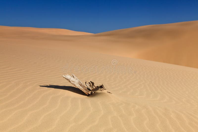 Sand Dune Dead wood stock photo. Image of scenics, tourism - 26910552