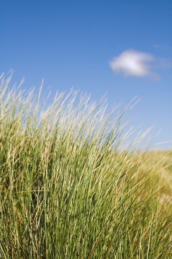 Sand Dune Grass Picture. Image: 3076294