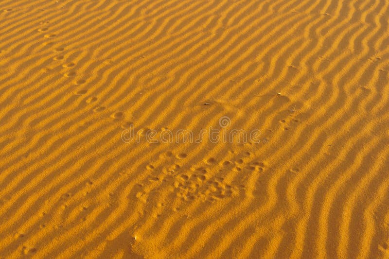 Sand Dune Pattern with Various Footprints, in Merzouga Stock Image ...