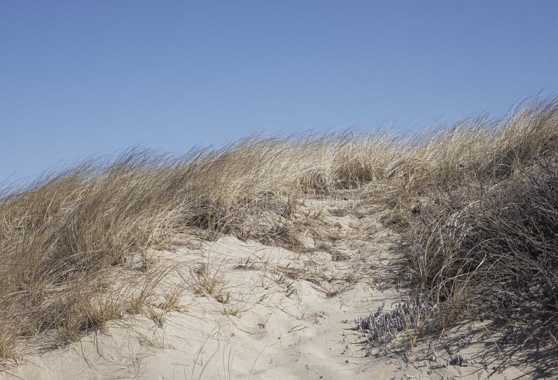 Cape Cod Sand Dune with Sea Grass and Blue Sky Stock Photo - Image of ...