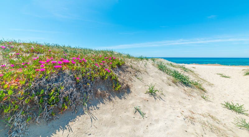 Sand Dune by the Sea on a Sunny Day Stock Image - Image of water ...