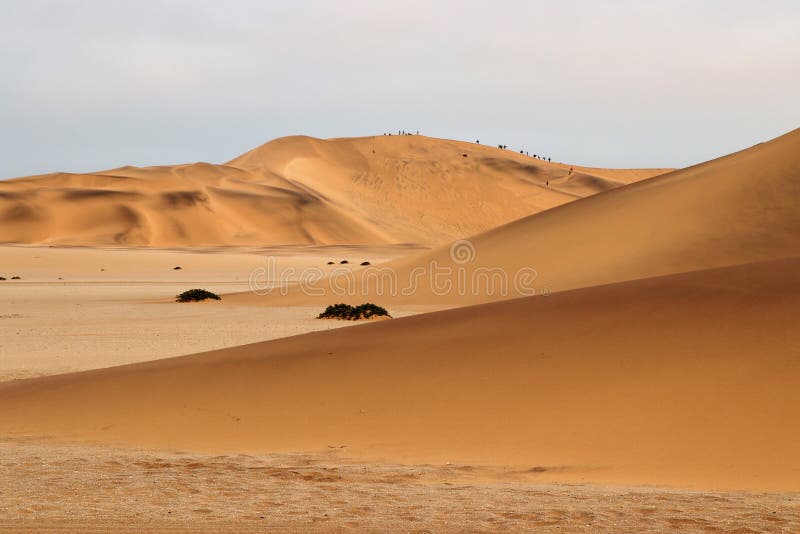 Sand Dune Swakopmund - Namibia Africa Stock Image - Image of animals ...