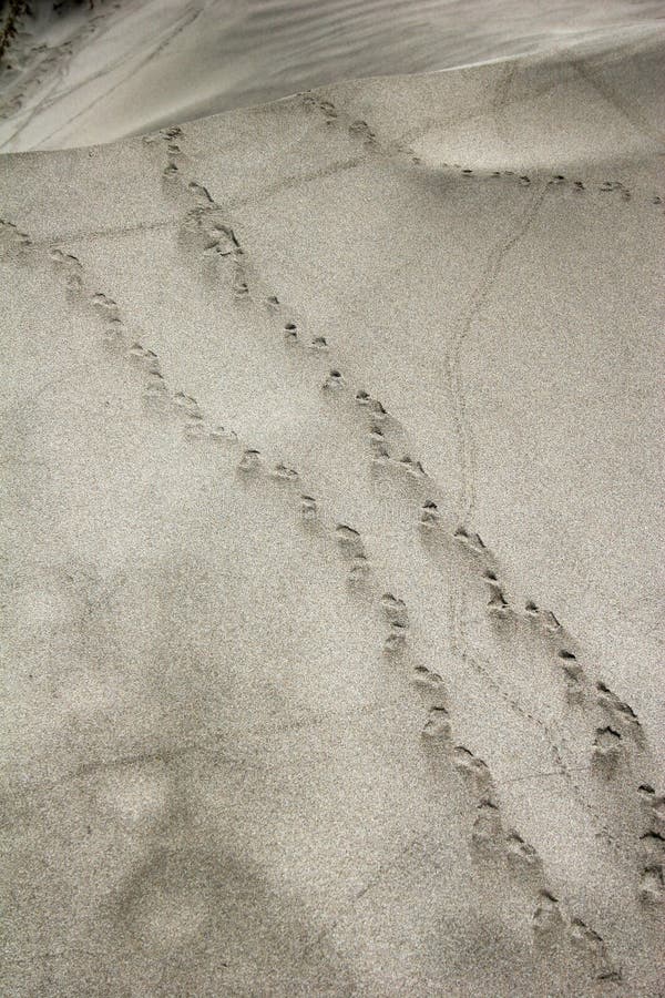 2+ Lizard tracks Free Stock Photos - StockFreeImages