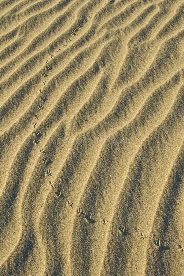 Sand Dunes Picture. Image: 4353702