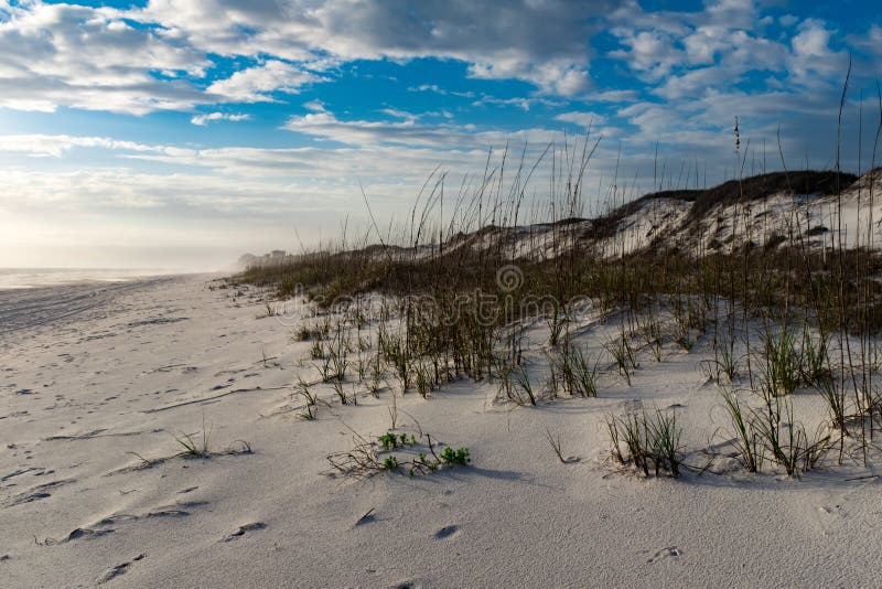 First Sign of Spring on a Windswept Beach in the Gulf of Mexico Stock ...