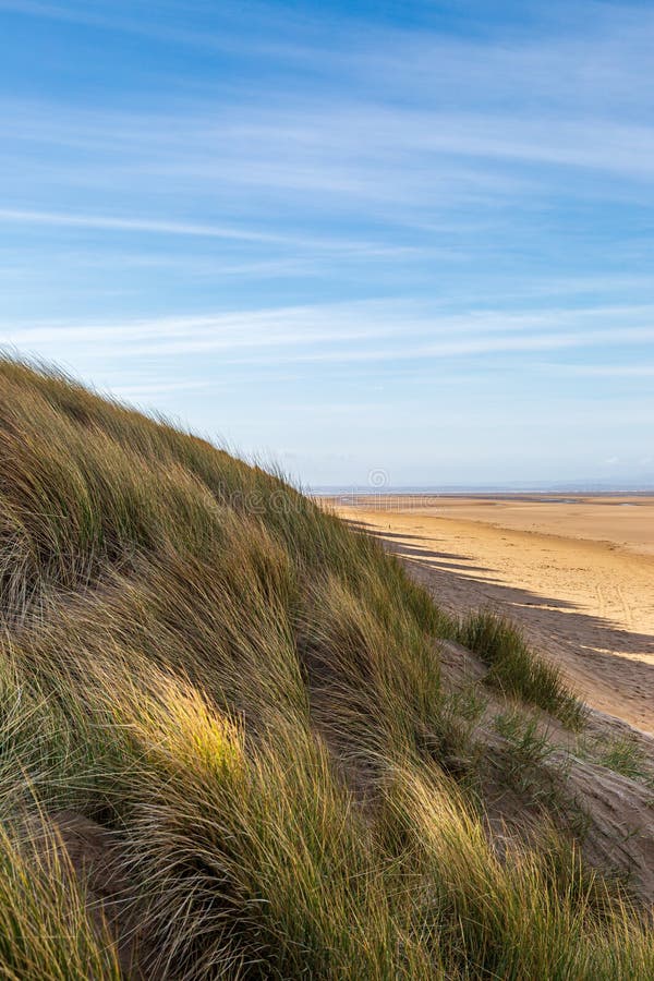 Marram Grass Covered Sand Dunes and the Vast Sandy Beach, at Formby on ...