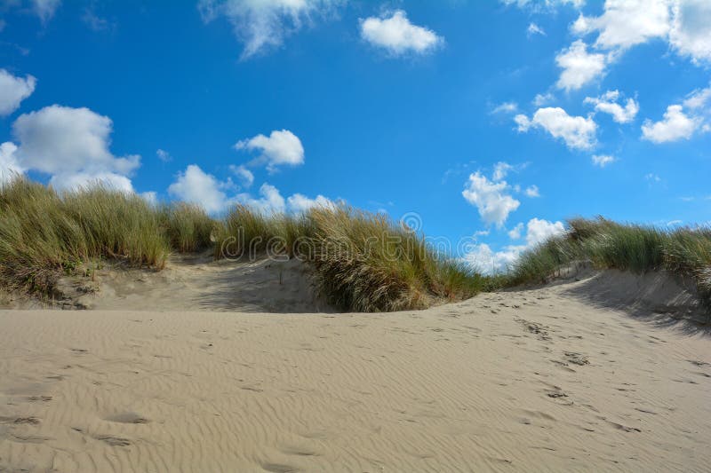 Sand Dunes With Beach Grass At The North Sea Stock Image Image Of