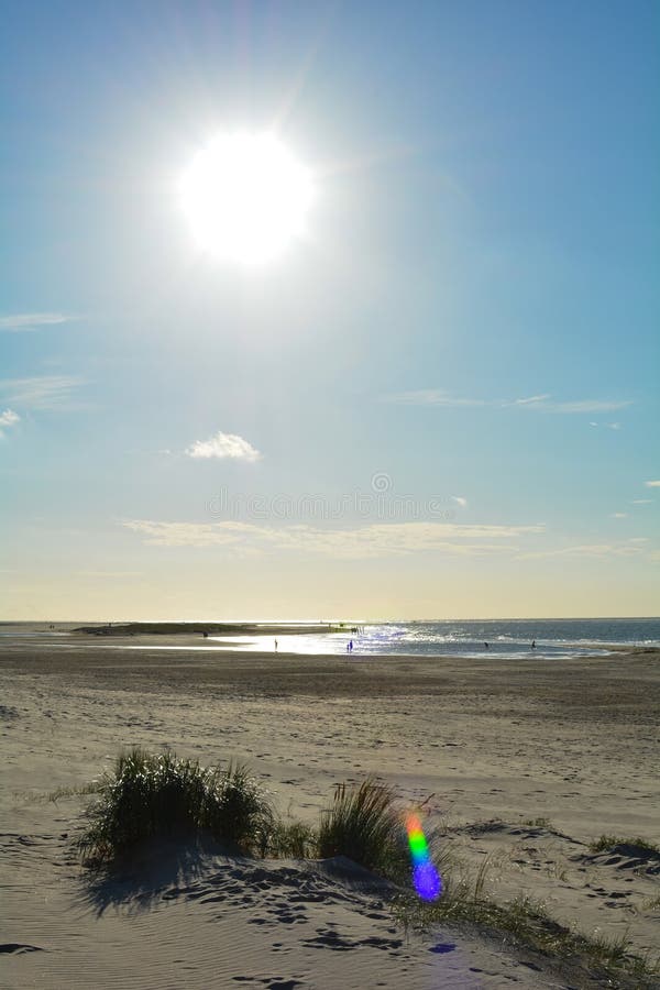 Sand Dunes With Beach Grass At The North Sea With Sun In The Evening