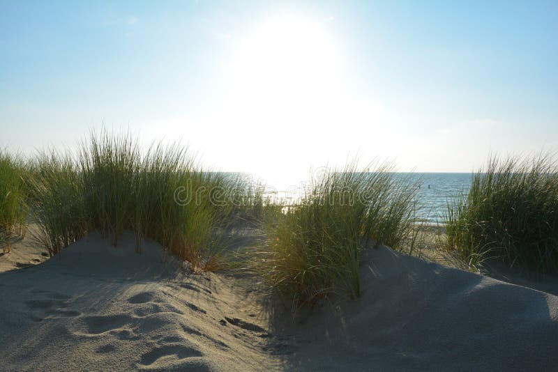 Sand Dunes With Beach Grass At The North Sea With Sun In The Evening
