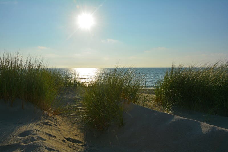 Sand Dunes With Beach Grass At The North Sea With Sun In The Evening