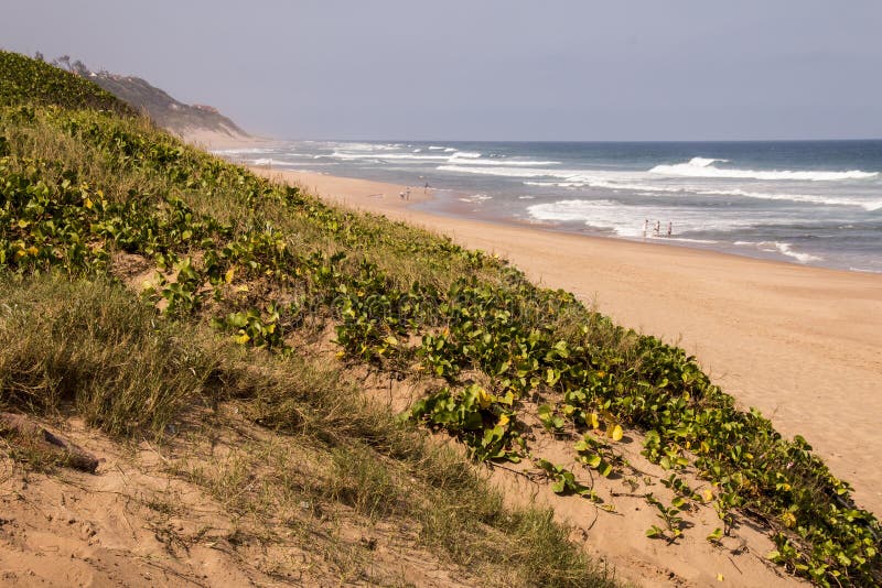 Sand Dunes Covered with Vegetation Overlooking Sea Stock Image - Image ...