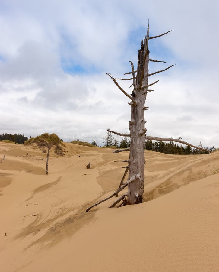 Denuded Stock Photos - Download 300 Royalty Free Photos