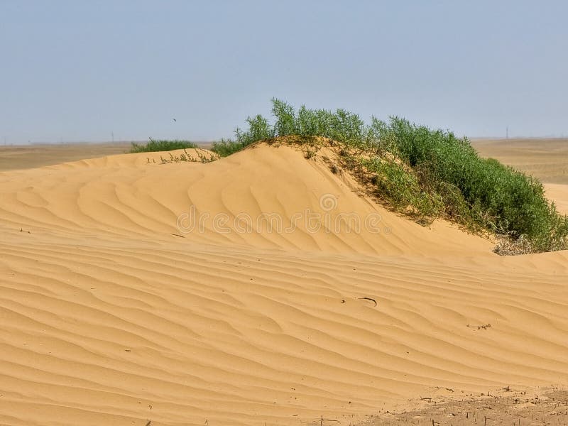 Sand dunes stock photo. Image of field, sand, wadi, beach - 331388418