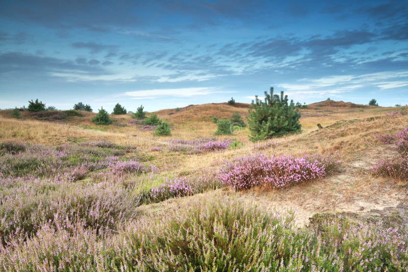 Sand Dunes with Flowering Heather in Morning Stock Photo - Image of ...