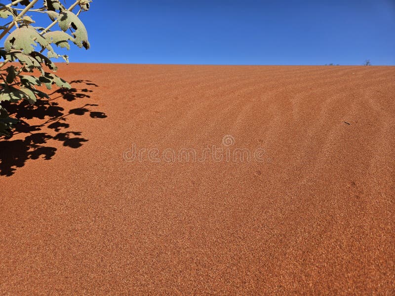 Sand Dunes in the Arid Gibson Desert Outback Western Australia Stock ...