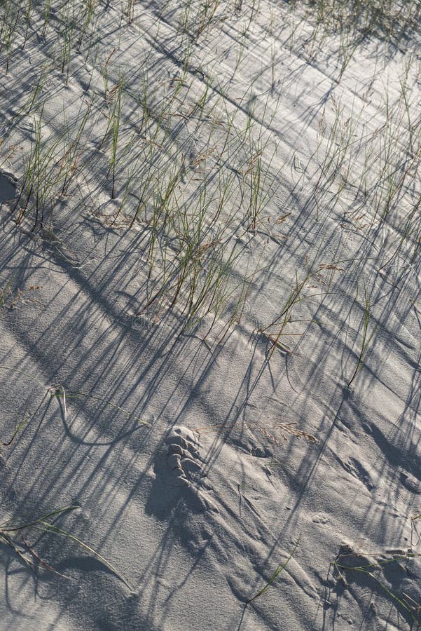Sand dunes grass stock image. Image of green, stalk, landscape - 97301569