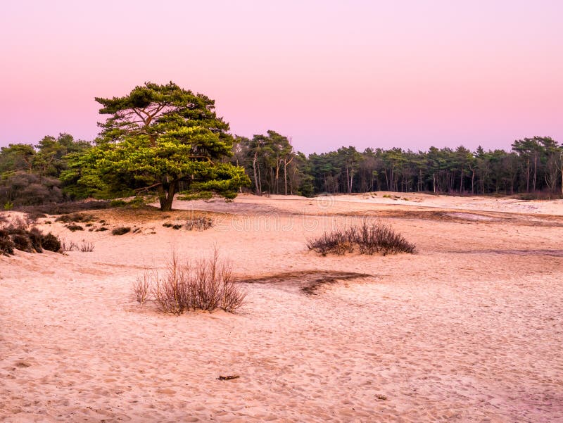 Sand Dunes Of Heathland At Sunset Goois Nature Reserve Netherlands