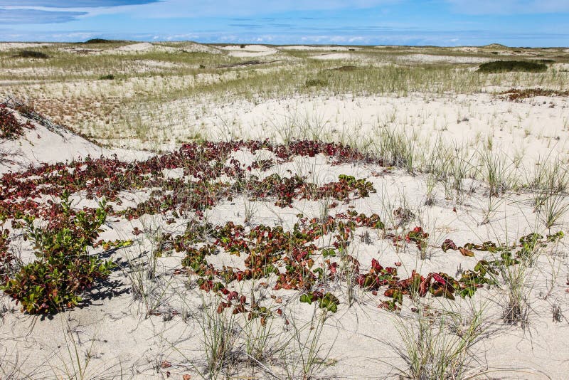 Sand Dunes Near Provincetown in Cape Cod Stock Image - Image of nature ...