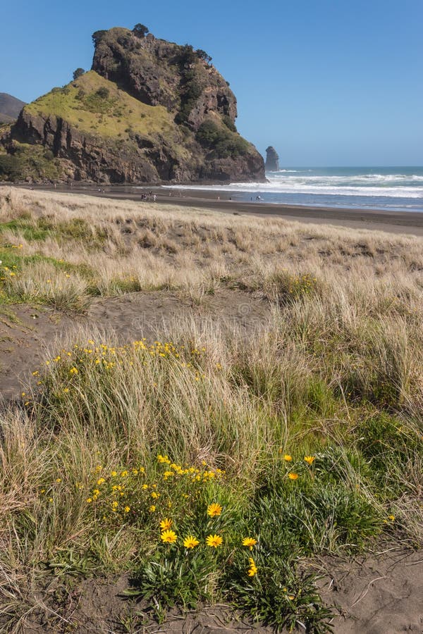 Sand dunes at Piha beach stock photo. Image of sand, waves - 46703502